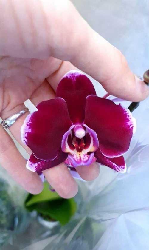 Орхидея фаленопсис 94753 бордовая/алая