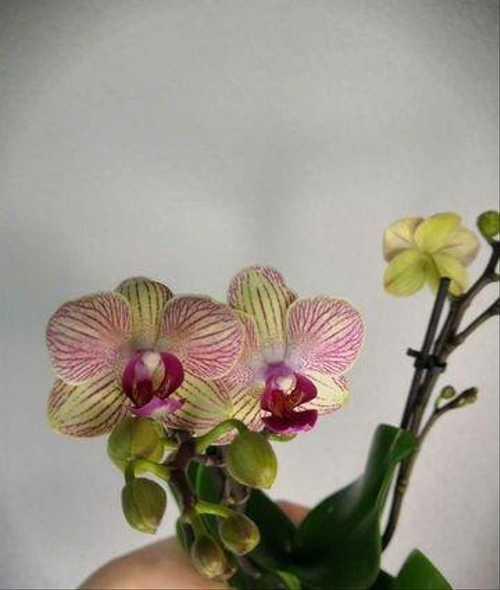 Орхидея фаленопсис Весеннее Настроение