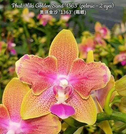 Орхидея Фаленопсис Miki golden sand 1363 (peloric