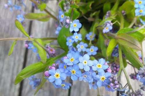 Рассада Незабудки букет с корешками и бутонами
