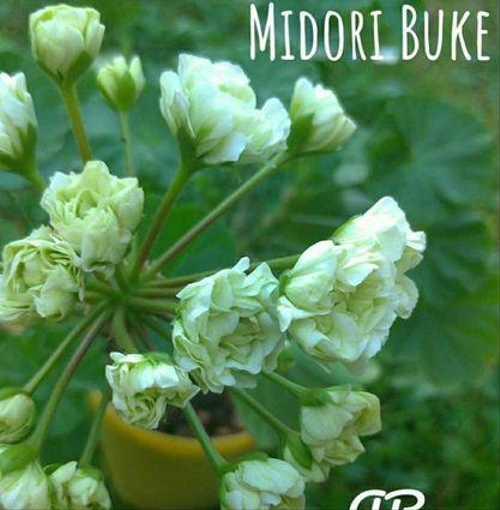 Midori buke пеларгония фото