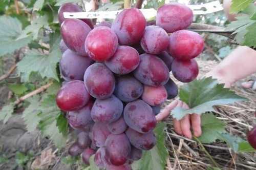 Саженцы винограда эверест