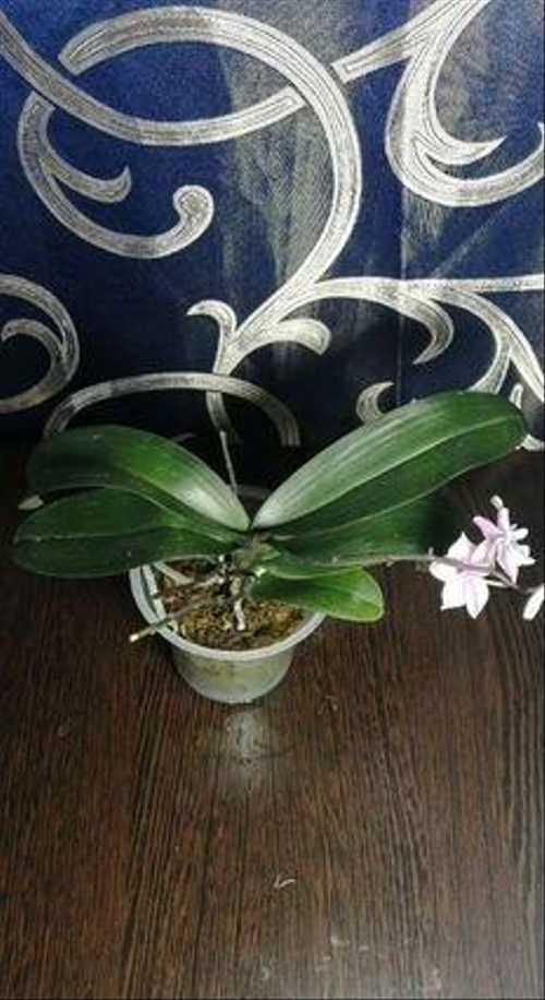 Орхидея фаленопсис Пинк гёрл