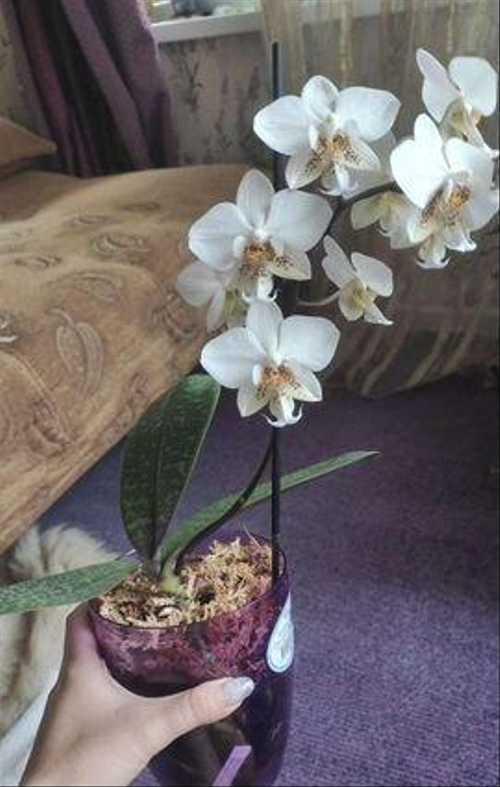 Стюартина Пико Чип цветёт орхидея