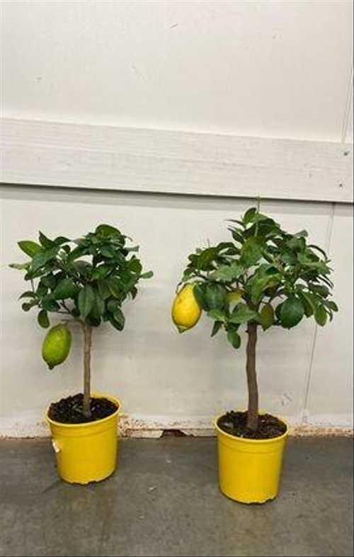 Лимонные деревья с плодами