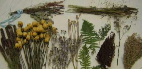 Сухоцветы для букетов пано флористам цена за набор