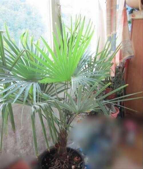 Пальма веерная (Трахикарпус Форчуна) Trachycarpus