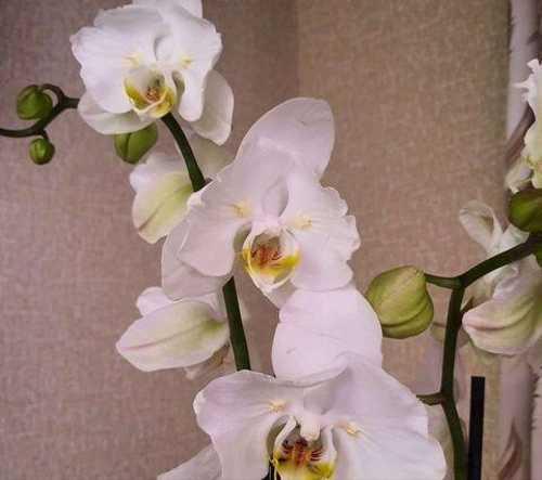 Орхидея Фаленопсис белая бабочка