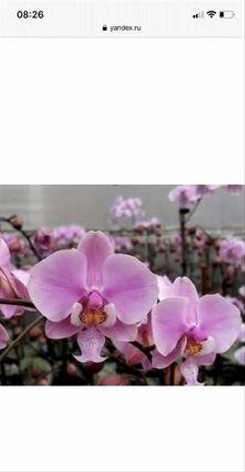 Орхидея фаленопсис шиллериана