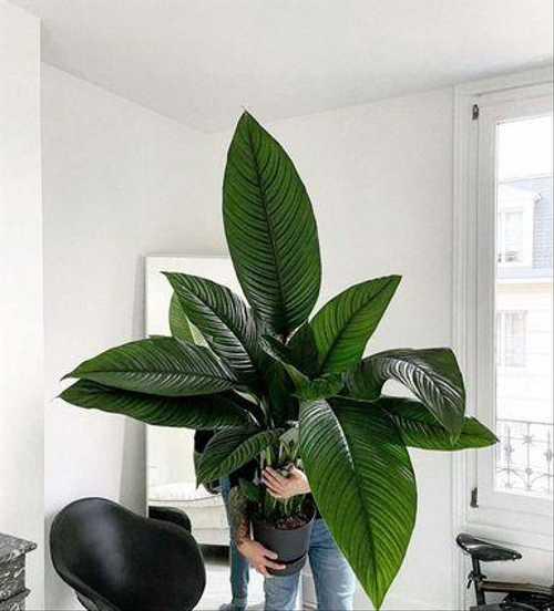 Спатифиллум Сенсация Spathiphyllum Sensation