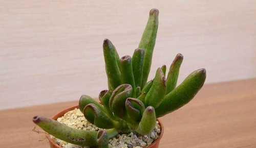 Crassula Hobbit (Крассула Хоббит) (SCT27955)