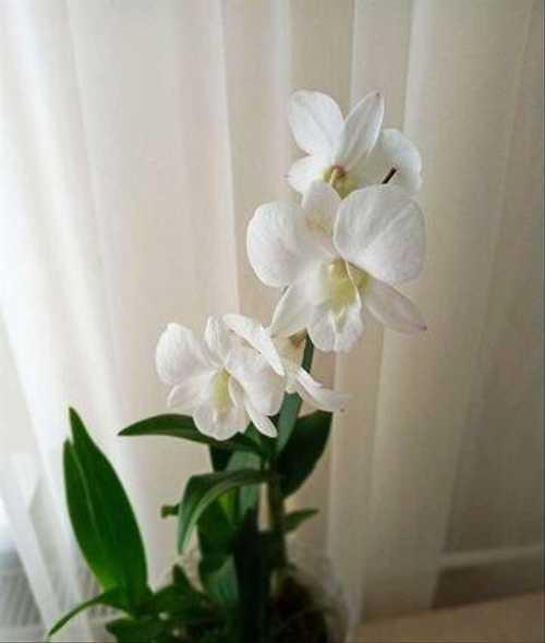 Орхидея Дендробиум Фаленопсис