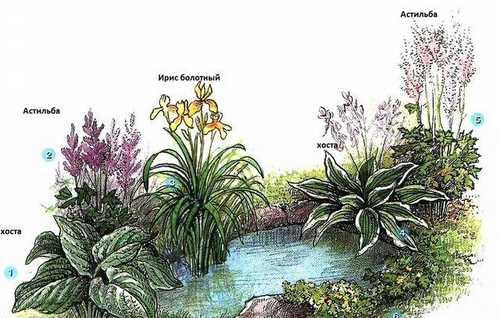 Клумба N 86, Декорирование прудов растениями