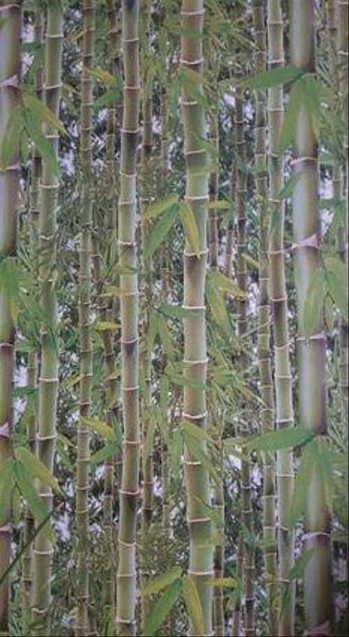 Обои Бамбуковый лес. 4 рулона