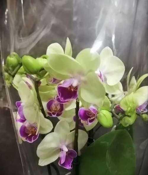 Орхидея фаленопсис гибрид 593