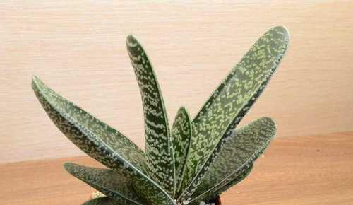 Gasteria sp. (Гастерия) (SCT28115)