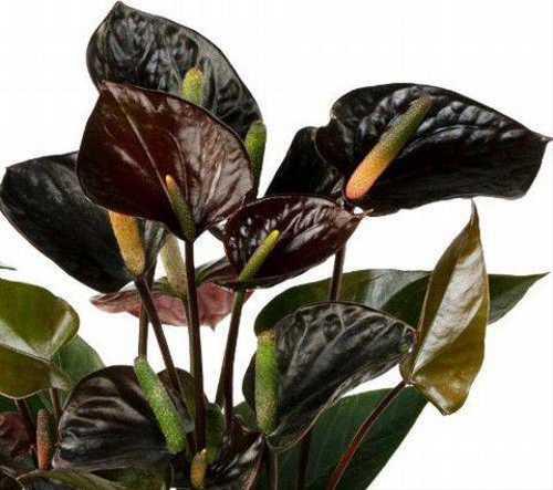 Антуриум Anthurium black love