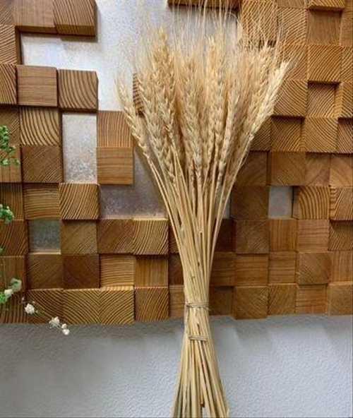 Сухоцвет Пшеница