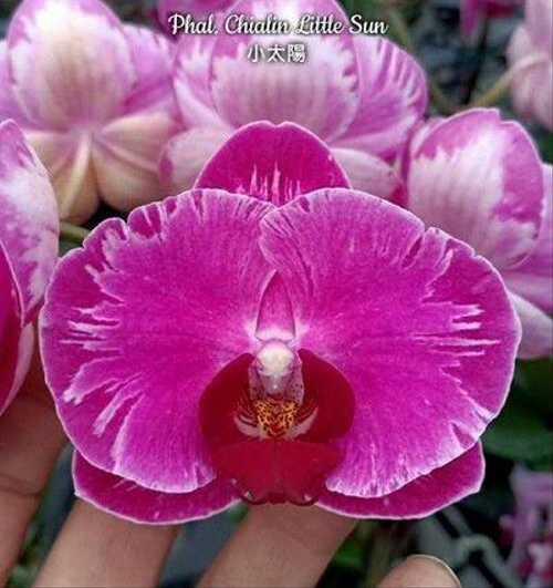 Орхидея Phal. Chialin Little Sun