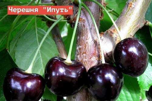 Черешня Ипуть /3 года