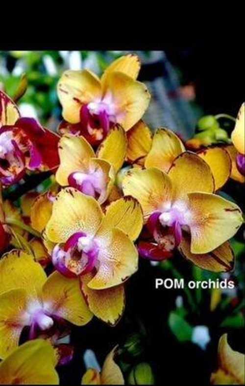 Орхидея фаленопсис Sweet Girl (peloric)