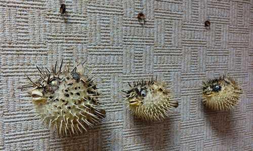Рыба Ёж (Diodon holocanthus)
