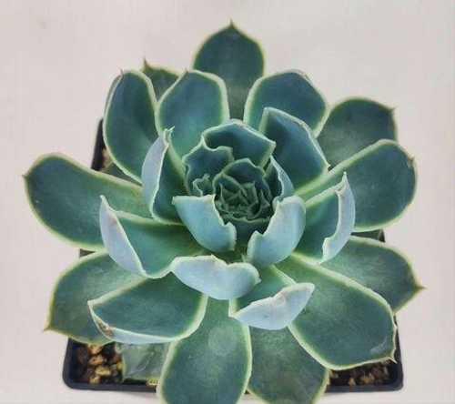 Эхеверия Симуланс (Echeveria Simulans)