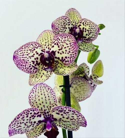 Орхидея фаленопсис клеопатра 4 бонсай