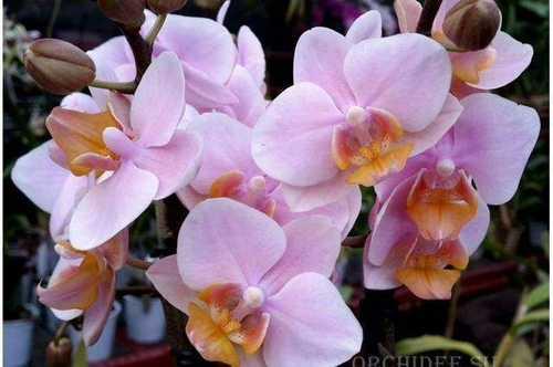 Орхидея мульти Little Amaglad