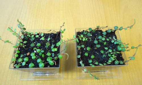 Пеперомия cтелющаяся (Peperomia prostrata)
