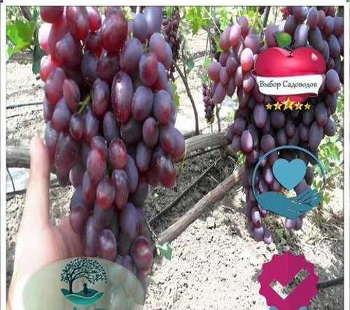 Саженцы винограда Диво