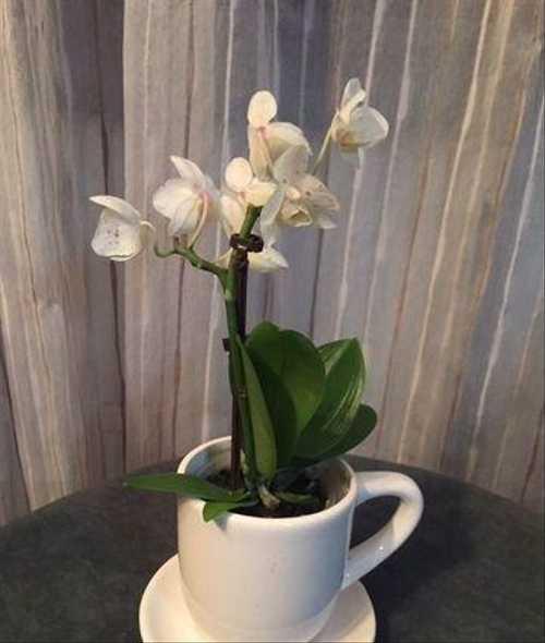 Комнатные цветы орхидеи, жасмин, камбрия