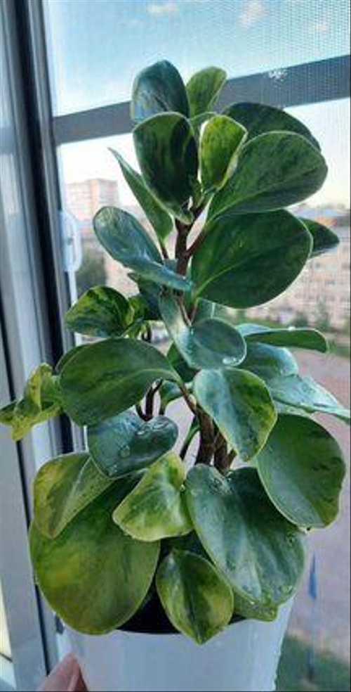 Пеперомия Peperomia obtusifolia Green Gold