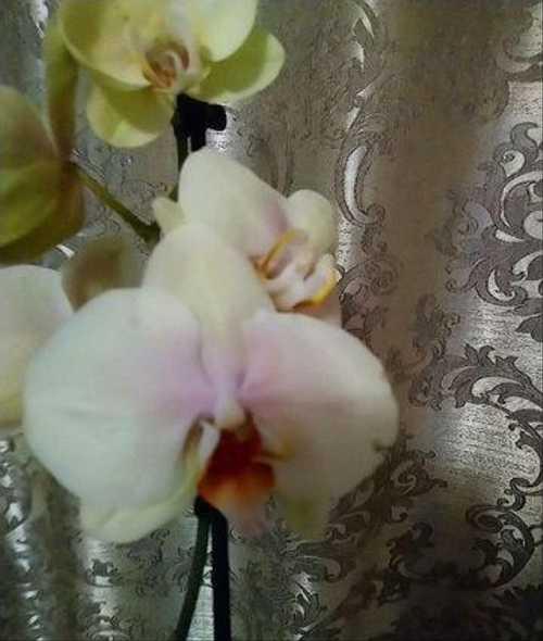 Орхидея Фаленопсис Карина