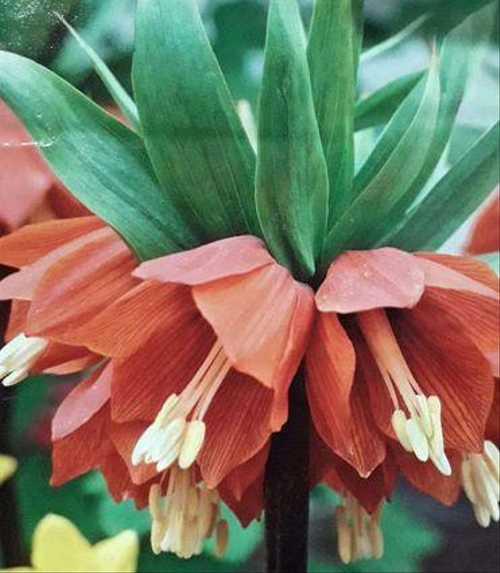 Рябчик Императорский