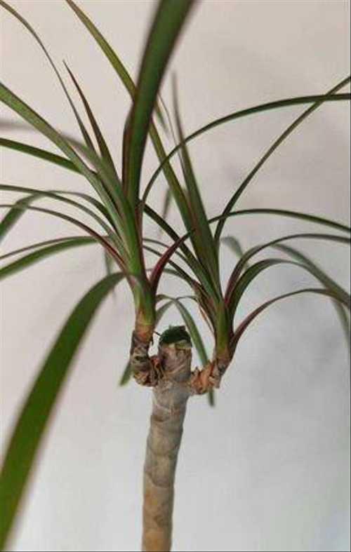 Драцена Маргината. Комнатное растение. Пальма