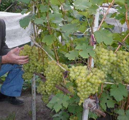 Саженцы винограда столовых и технических сортов