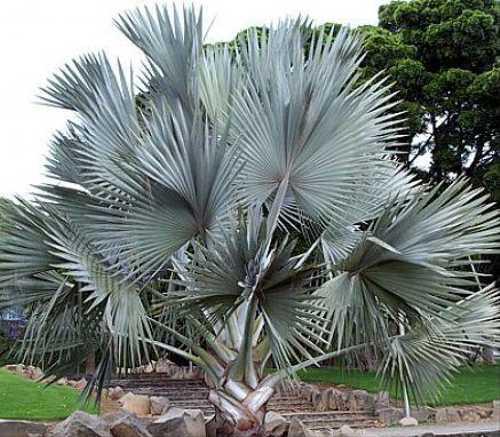 Пальма Бисмарка (Bismarckia nobilis) семена