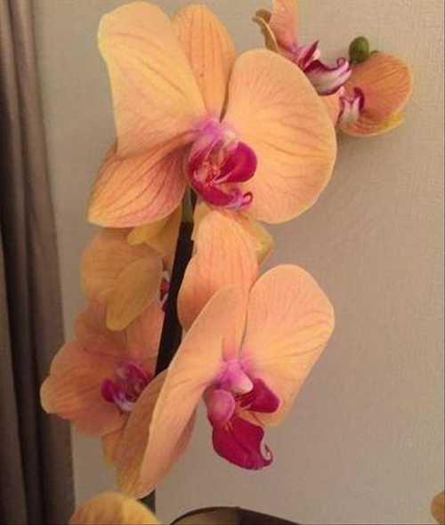 Орхидея сортовая Фенилопсис