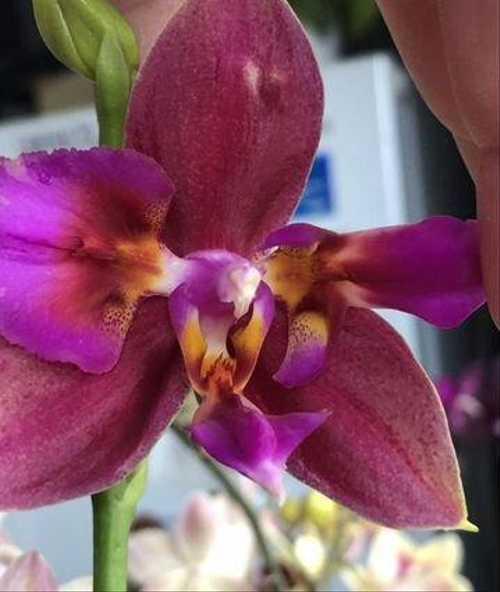 Орхидея фаленопсис бабочка и трилипс Лиодоро Арома