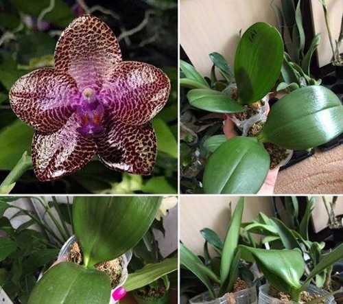 Орхидея Phal. Mituo Gigan Dragon 'Litchi'