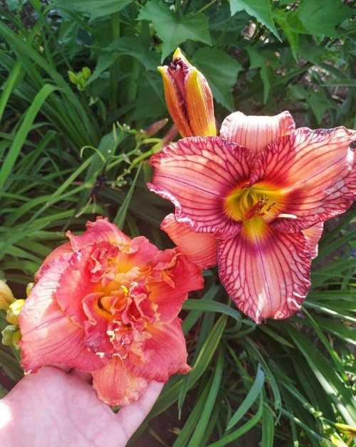 Элитный сортовой лилейник