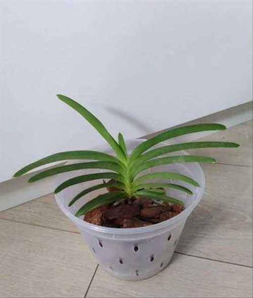 Орхидея Ванда микс