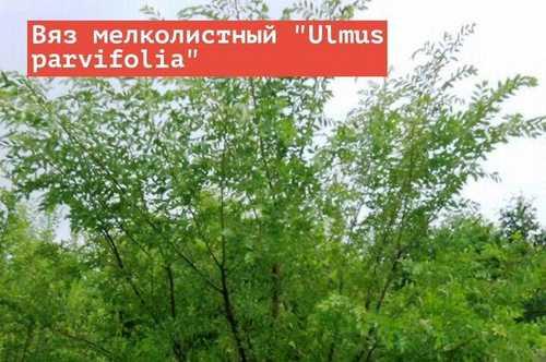 Вяз мелколистный Ulmus parvifolia /С2 30-40 см