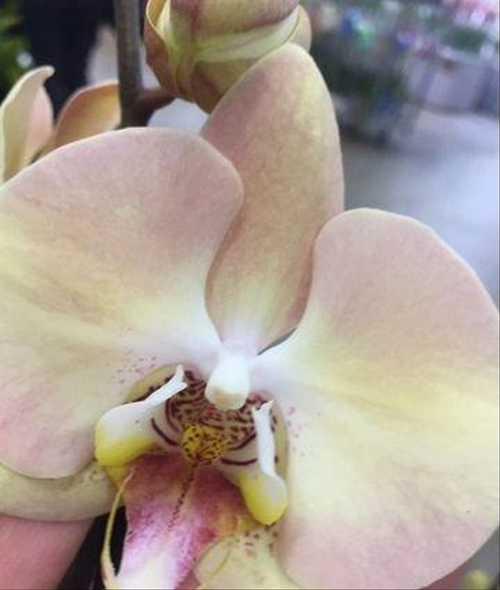 Орхидея фаленопсис Мандала цветущая