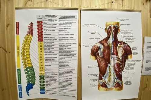 Плакаты анатомия человека