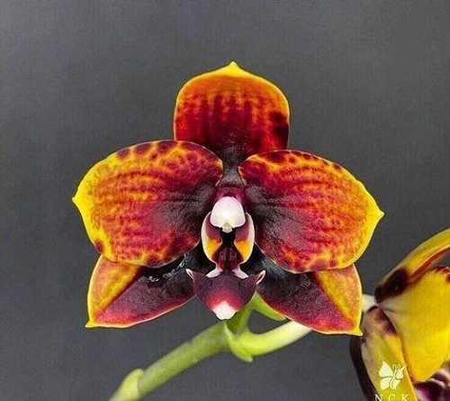 Редкие орхидеи азиаты в наличии