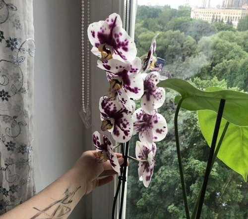 Орхидея фаленопсис тигровая