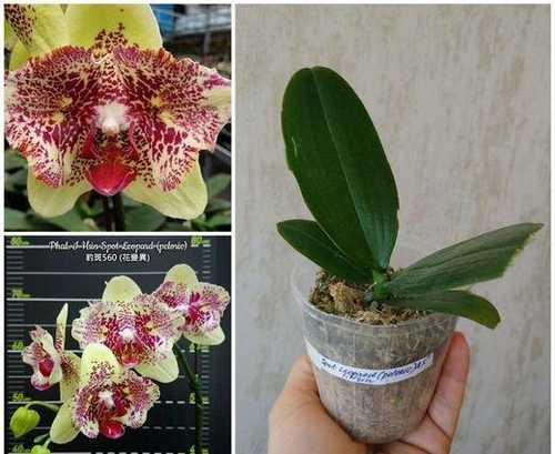 Орхидея фаленопсис азиатские