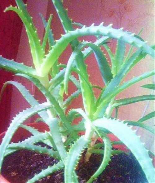 Алоэ древовидное (Aloe arborescens).